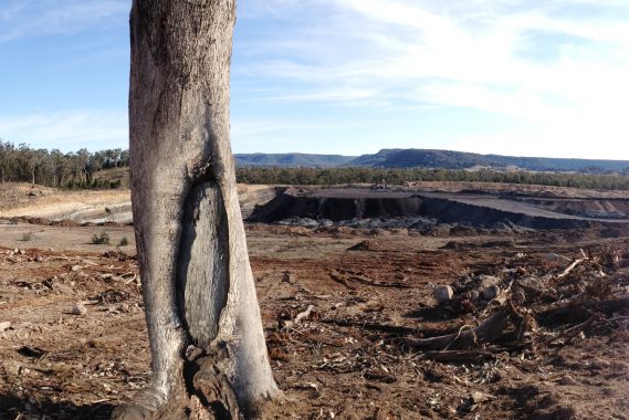 First Nations Scar Tree - WYSIWYG 3D